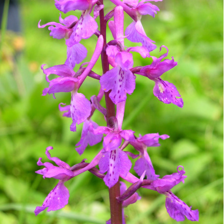 Orchis mascula - Orchis mâle - Phytesia