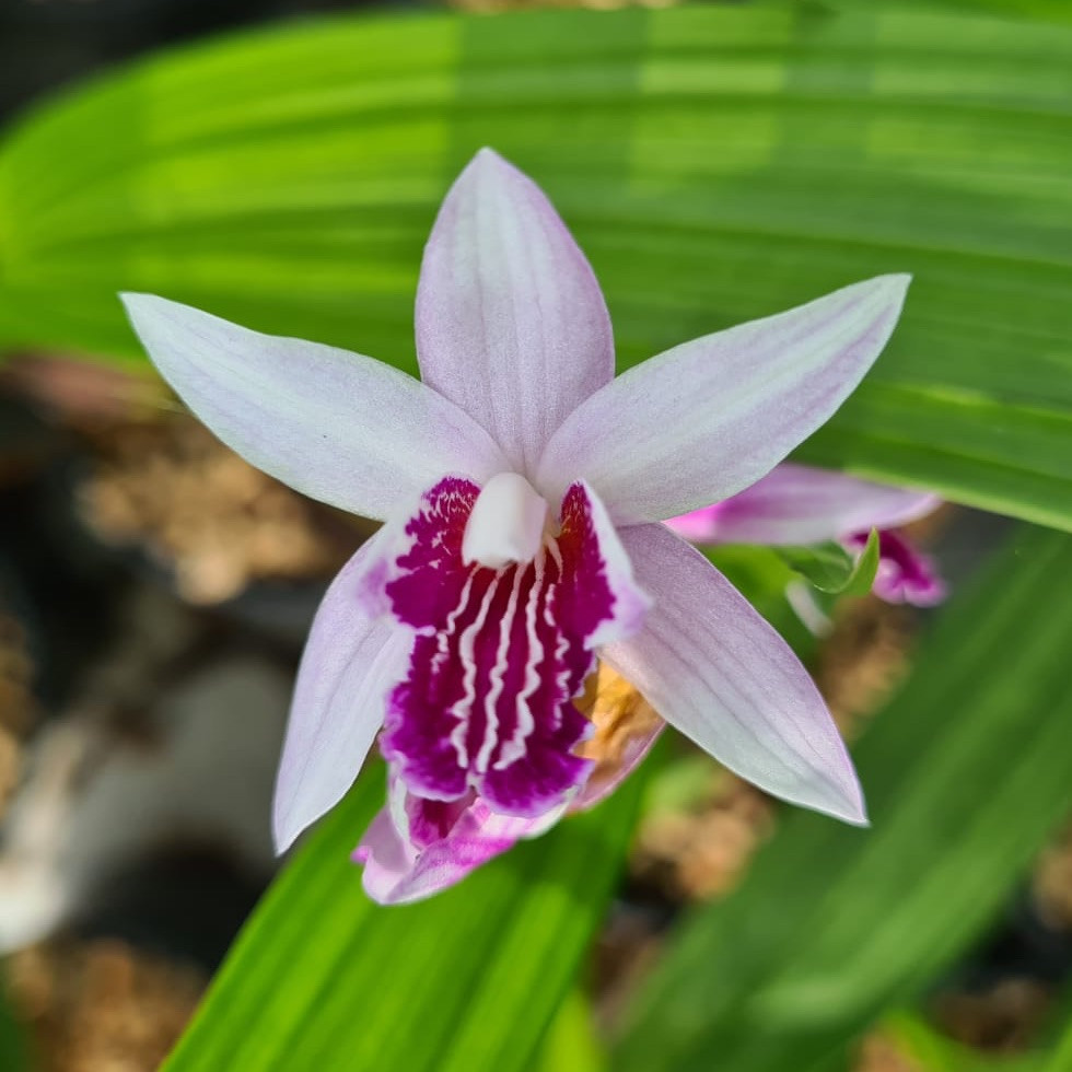 Bletilla ‘Magenta Lips’ – Phytesia