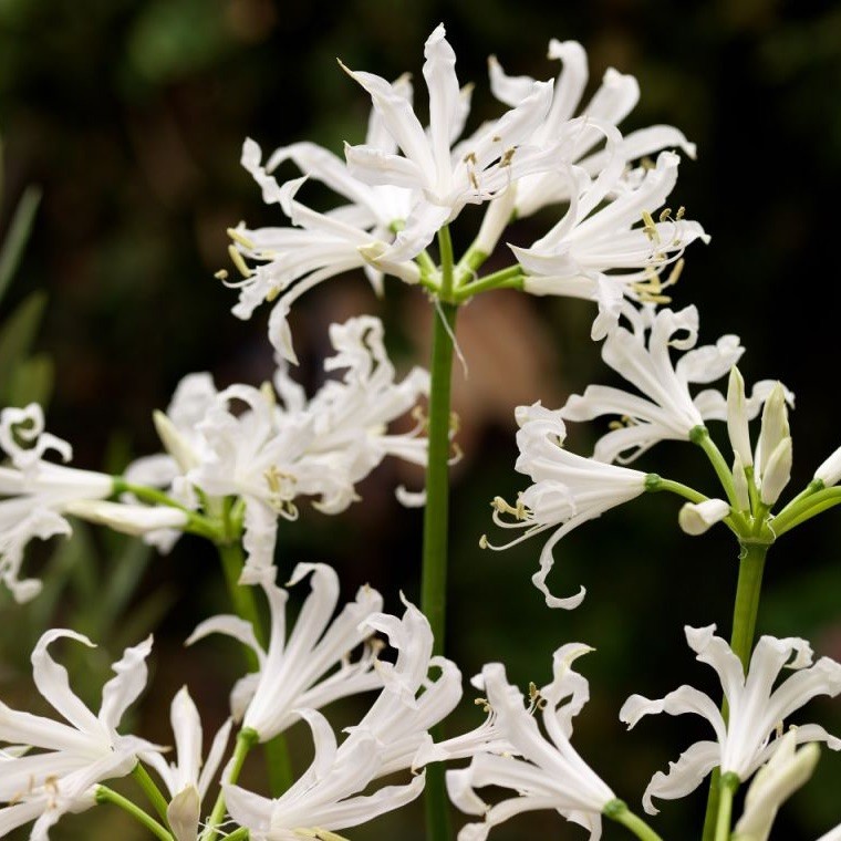 Nerine bowdenii ‘alba’