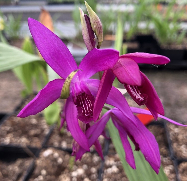 Bletilla ‘Dark Purple’ - Phytesia