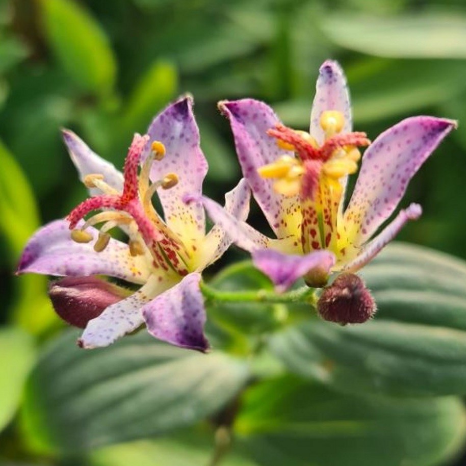Tricyrtis hirta 'Taiwan Adbane - Orchid Lily - Autumn Perennial