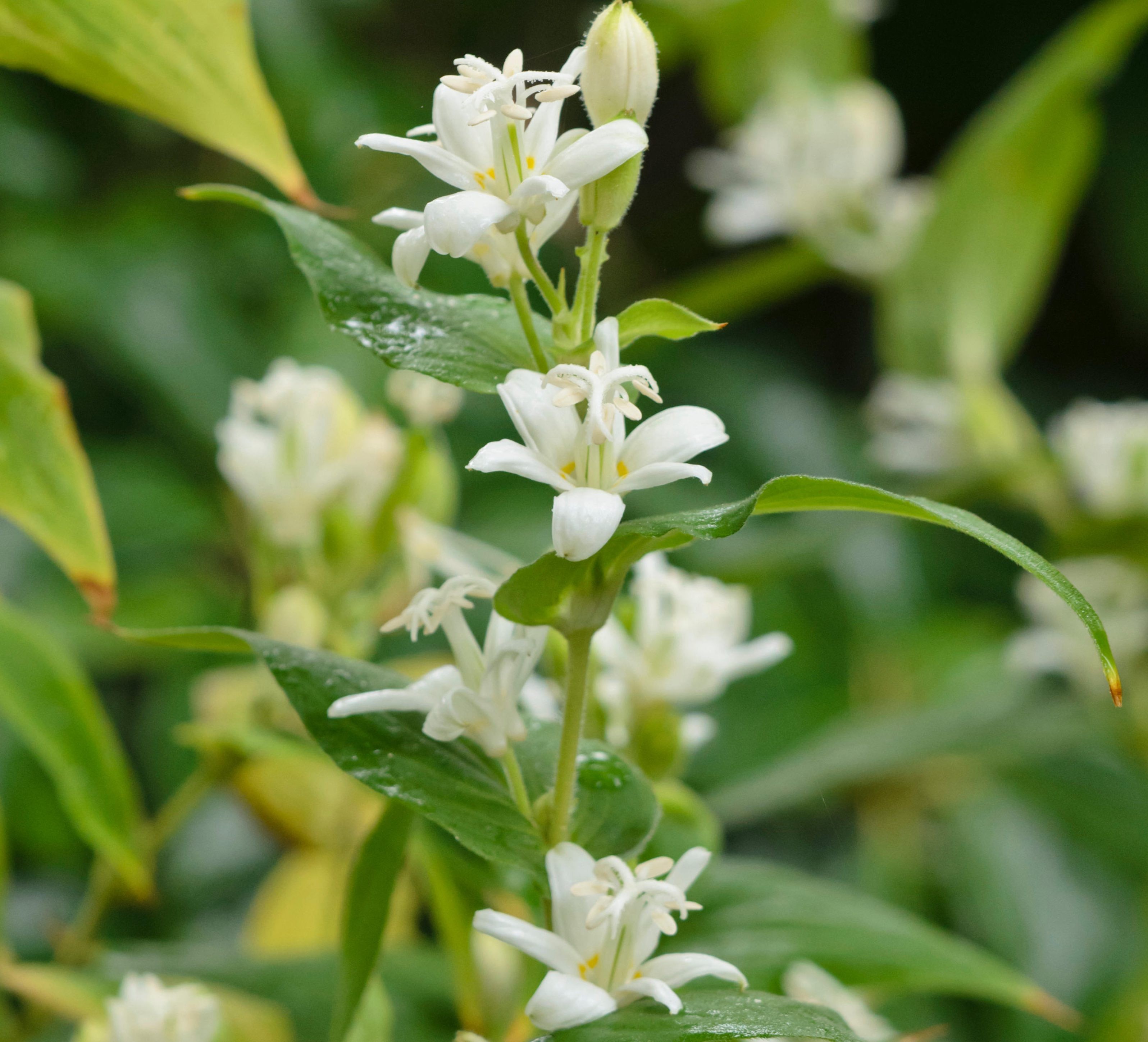 Tricyrtis hirta 'Alba' - Orchid Lily - Autumn Perennial