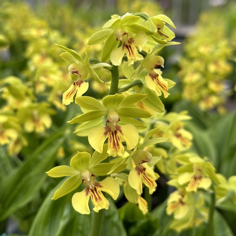 Calanthe ‘Yellow green’ - Phytesia