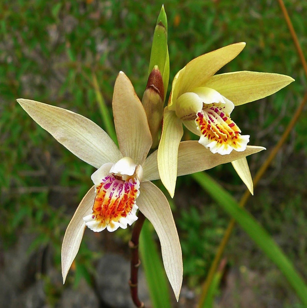 Bletilla ochracea - Bletilla à fleurs ocres - Phytesia