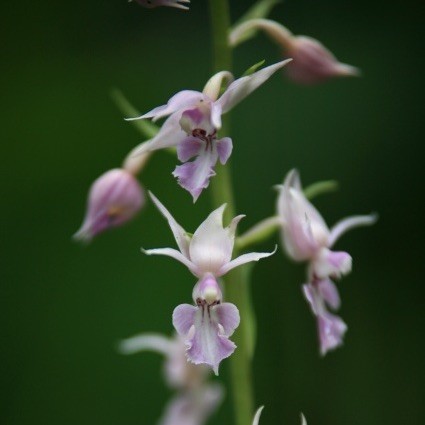 Calanthe reflexa - Phytesia