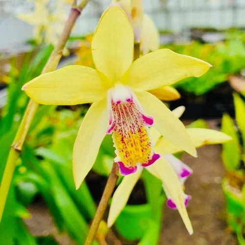 Découvrez nos orchidées de jardin... - Phytesia