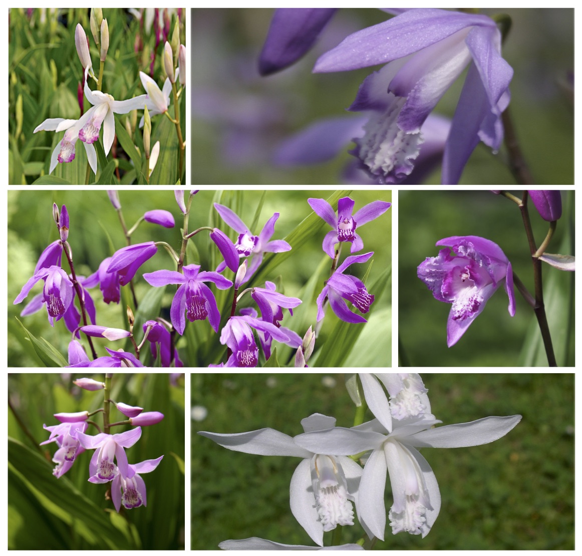 Bletilla : Achetez 1, Recevez 2…